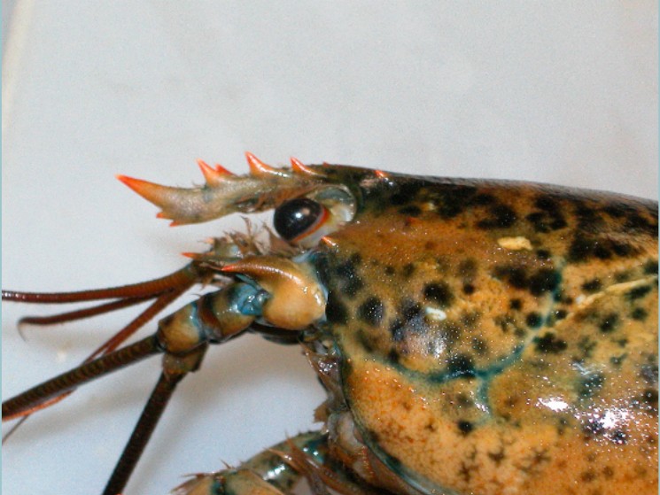 Minimuseum-utstillingsskjerm-grunn-marin-sedimentbunn-hummer ...