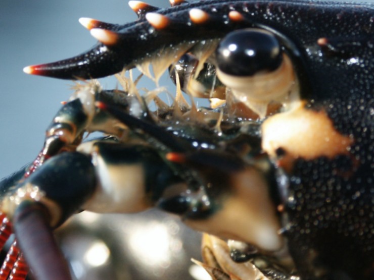 Minimuseum-utstillingsskjerm-grunn-marin-sedimentbunn-hummer ...