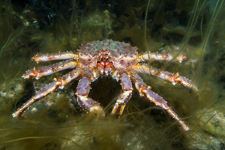 Minimuseum-utstillingsskjerm-ned-i-dypet-krabber-kongekrabbe-01-NO ...