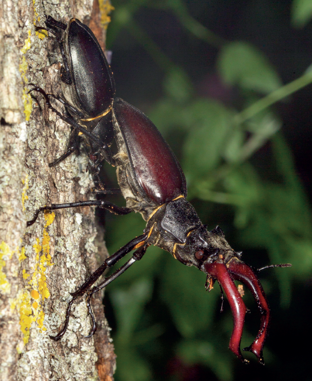 Pop-up-vrimlehallen-hul-eik-2022-insekter-NO – Naturmuseum og botanisk hage